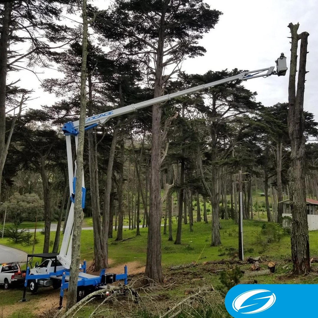 Using MEWPs In The Tree-Care Industry | News | MAYON
